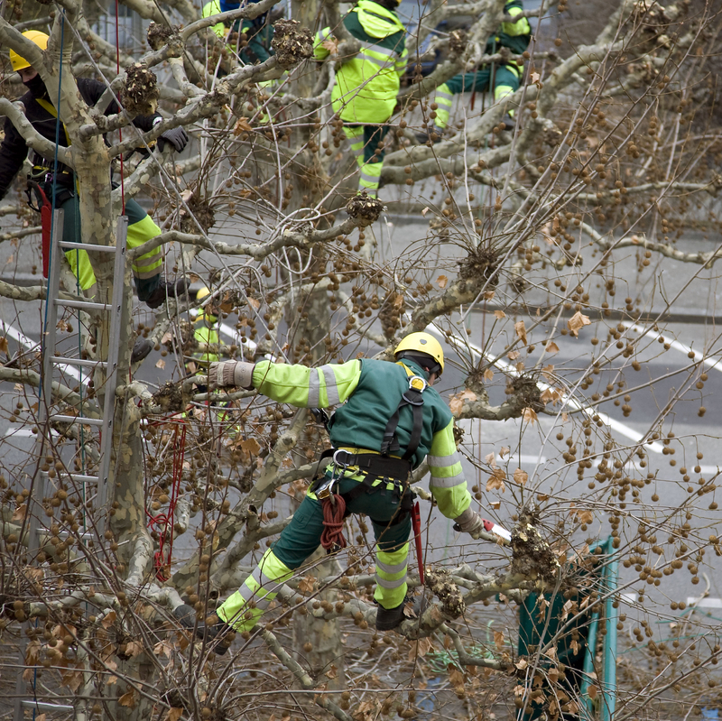 TREE SERVICE CONTRACTOR - Tree & Shrub Trimming/Pruning/Removal